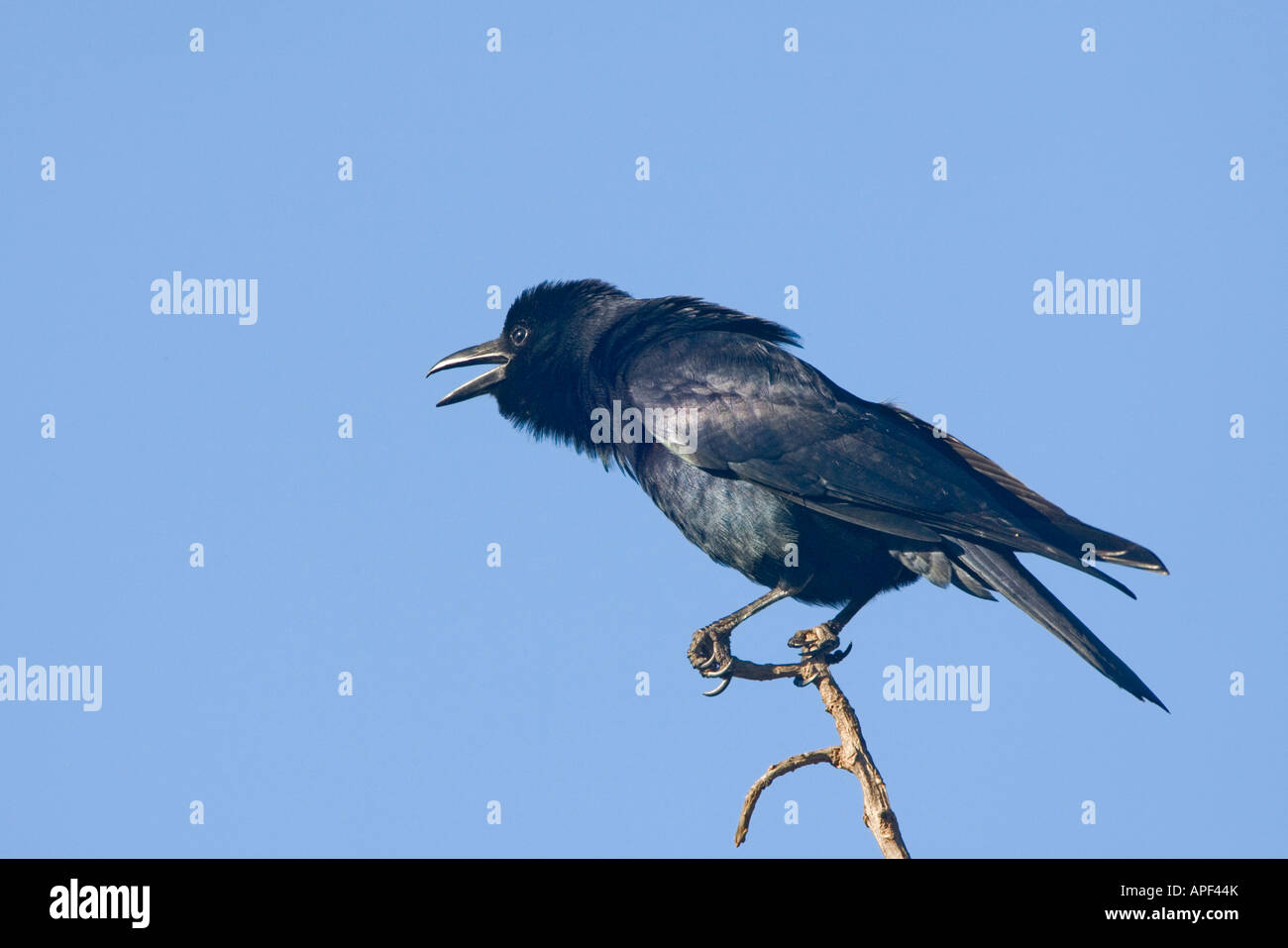Sinaloa Crow Corvus sinaloae Sayulita Nayarit Mexico 16 January Adult ...