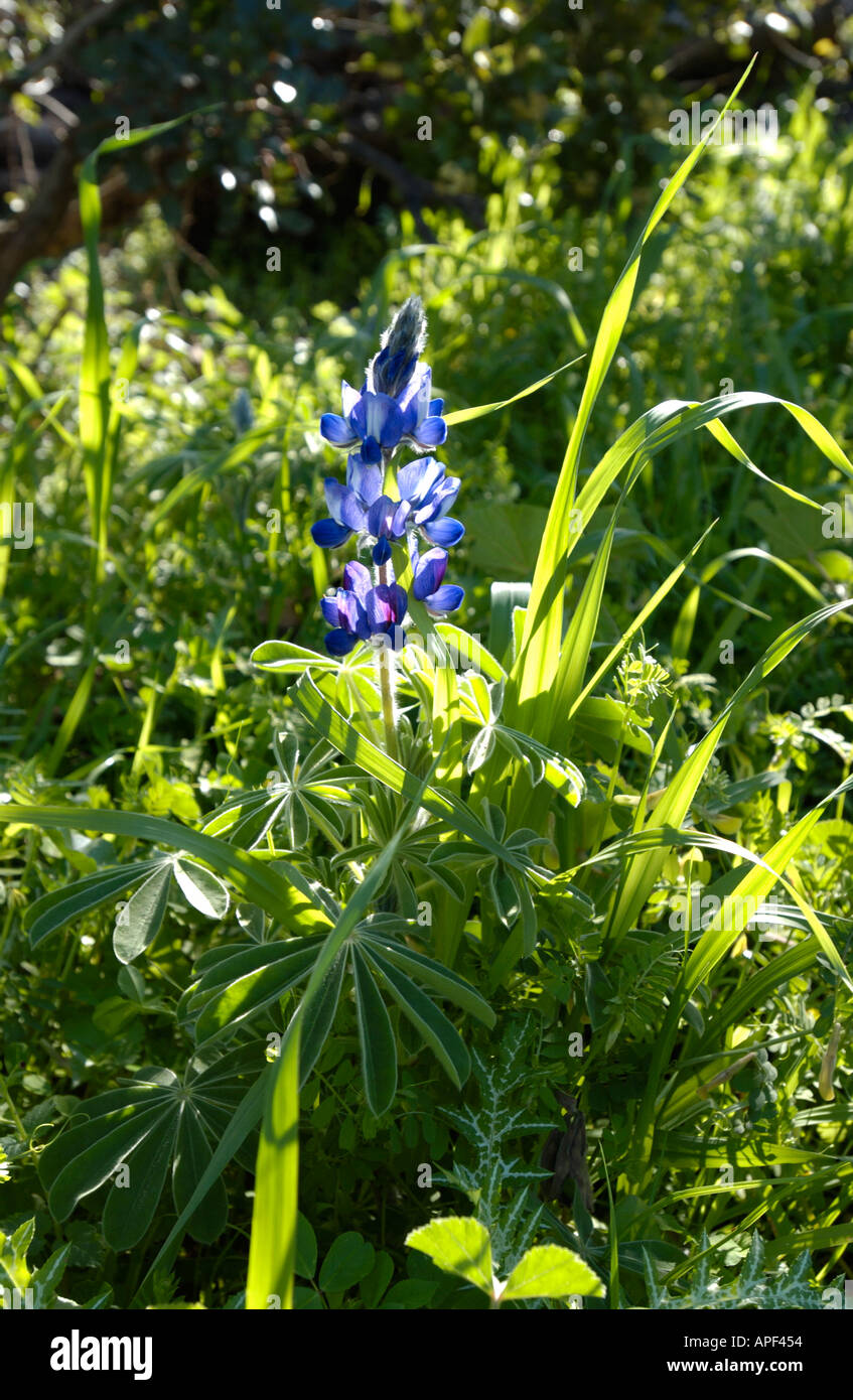 The wild blue lupins of the Mediterranean climate areas of the world ...