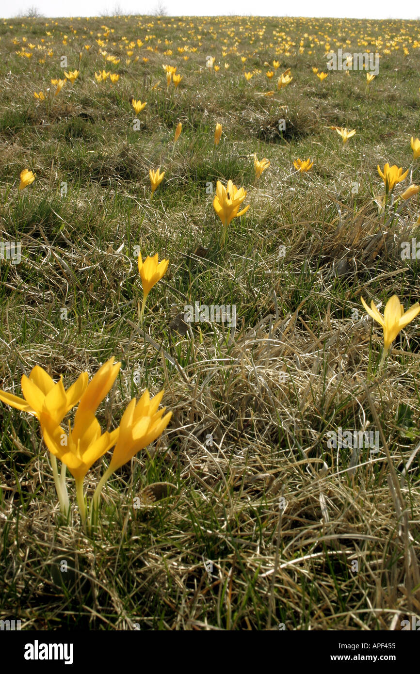 field of wild crocuses Stock Photo - Alamy