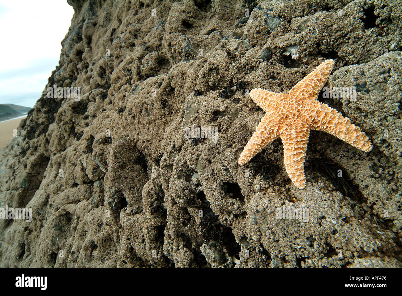 Starfish clinging rock hi-res stock photography and images - Alamy