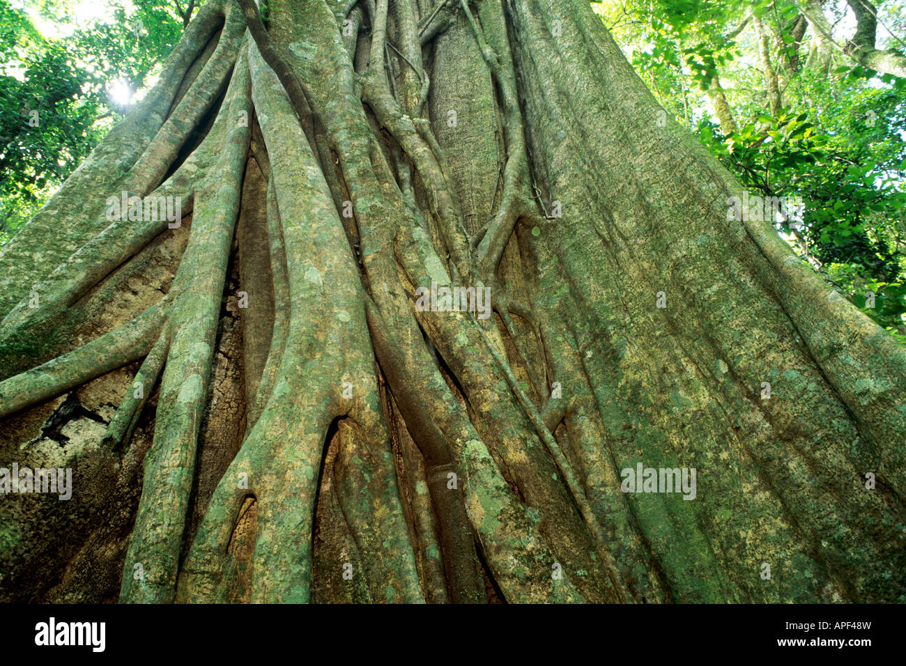 Large Ficus ( fig ) tree, Monteverde Cloud Forest Preserve, Costa Rica ...