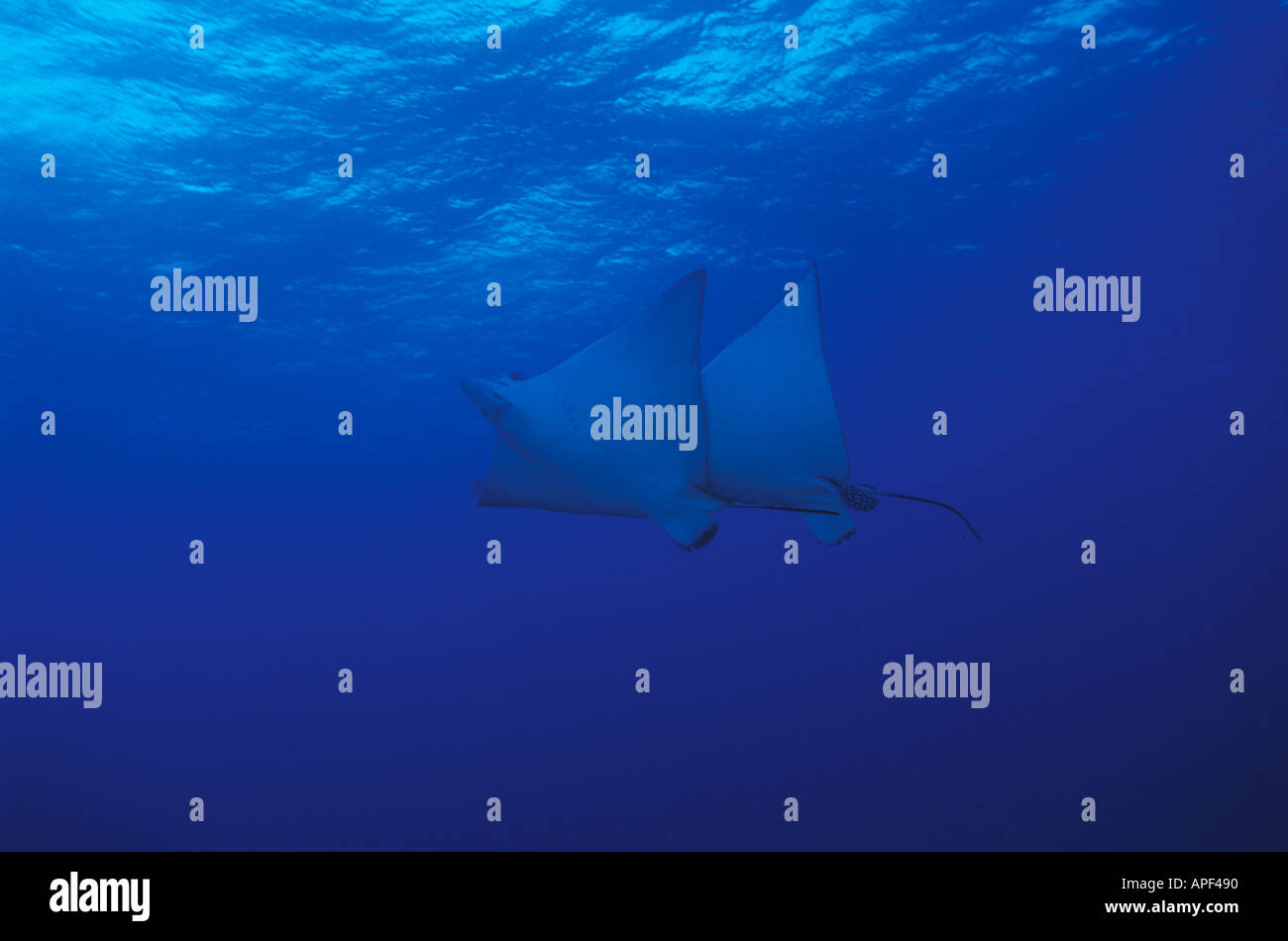 Female shark mating hi-res stock photography and images - Alamy