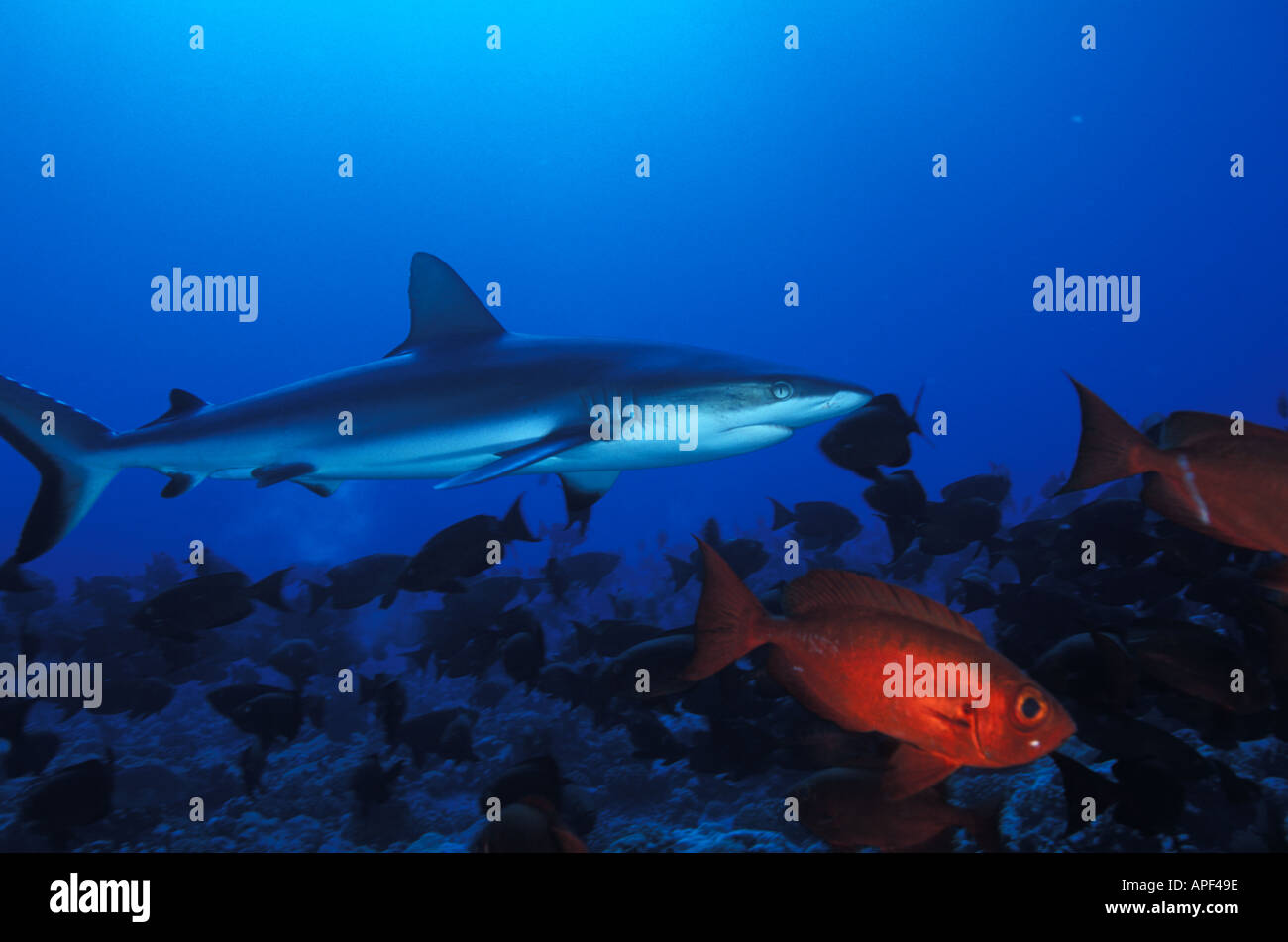 Grey reef shark at shark feeding hi-res stock photography and images ...