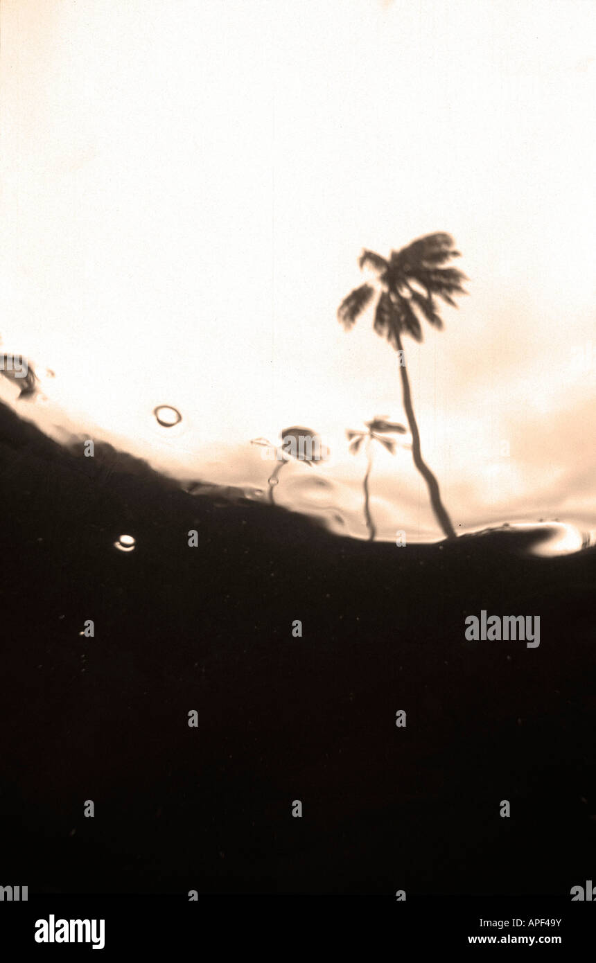 Palm Trees shot from underwater Hanalei Bay Princeville Kauai Hawaii ...