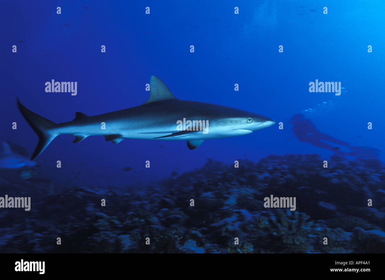 Grey reef shark at shark feeding hi-res stock photography and images ...
