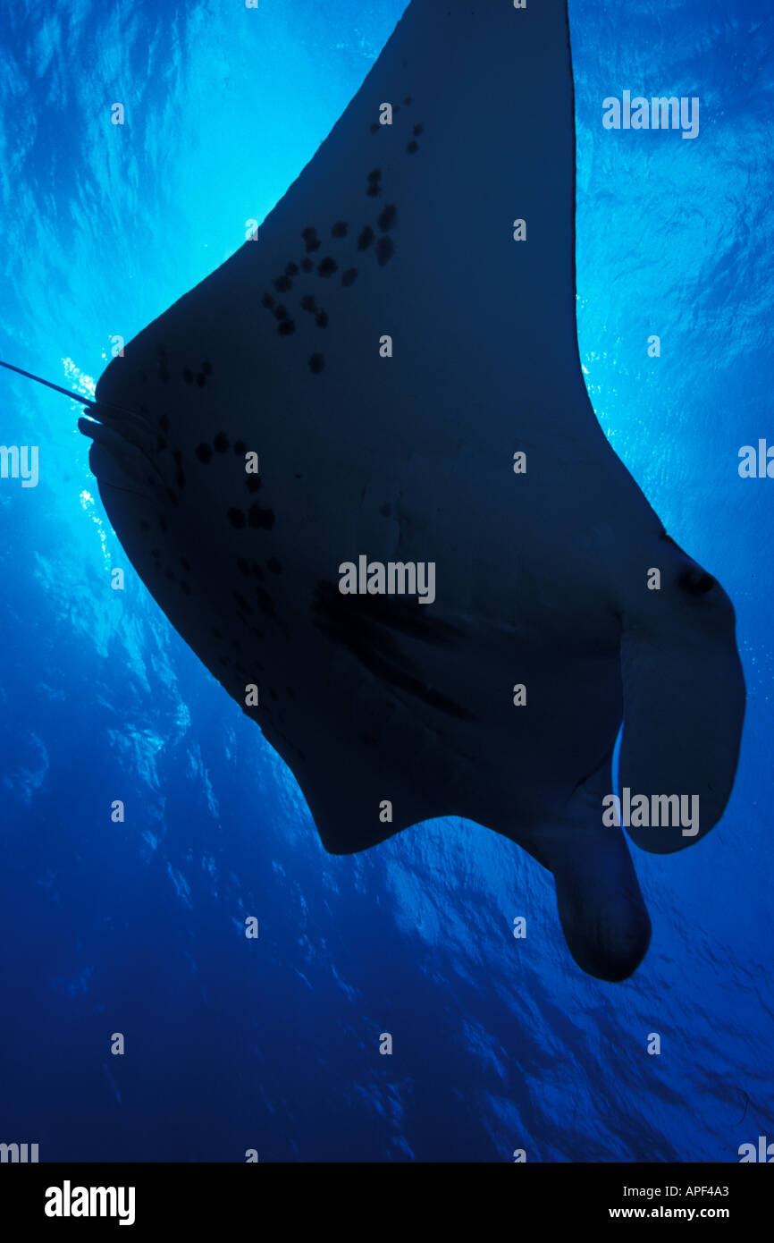 Manta Ray Manta birostris French Polynesia Stock Photo - Alamy