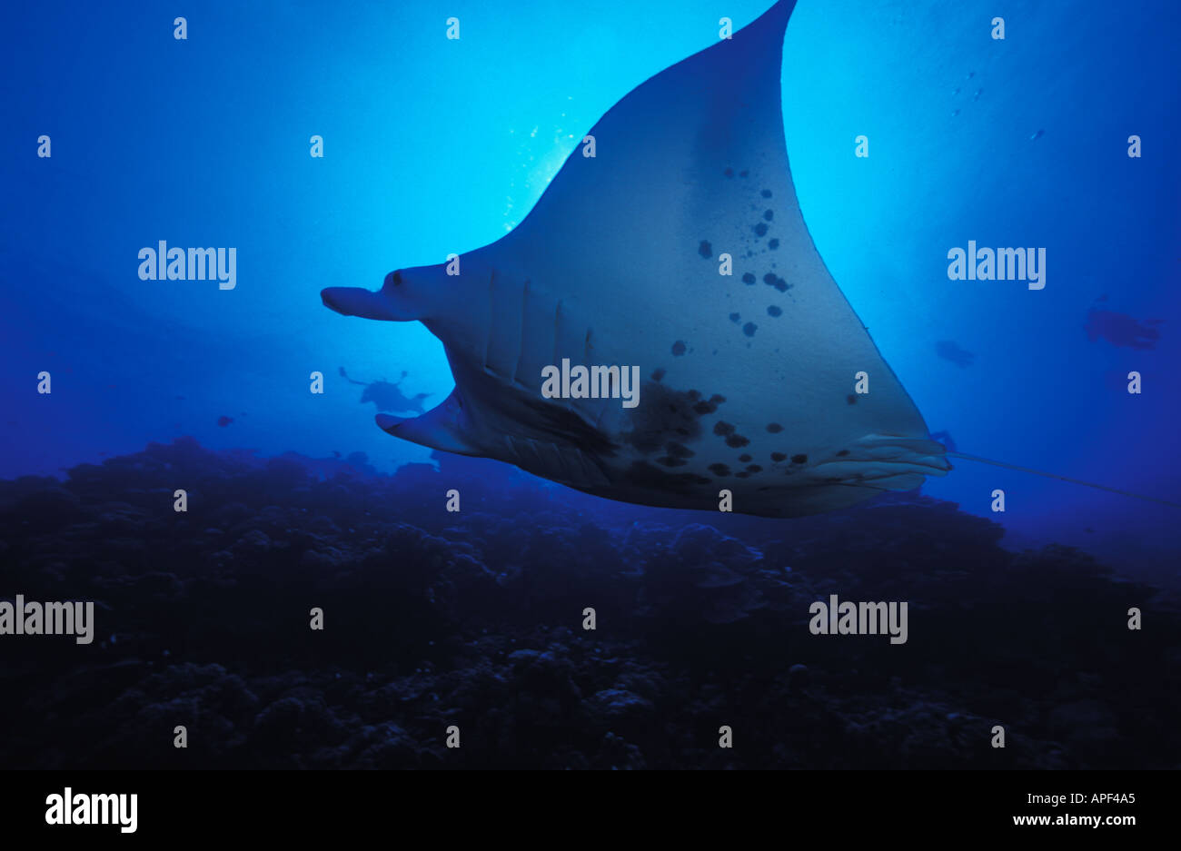 Manta Ray Manta birostris French Polynesia Stock Photo - Alamy
