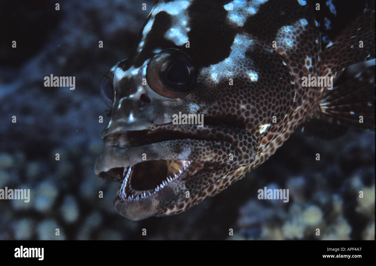 Grouper Fish Teeth Stock Photos & Grouper Fish Teeth Stock Images - Alamy