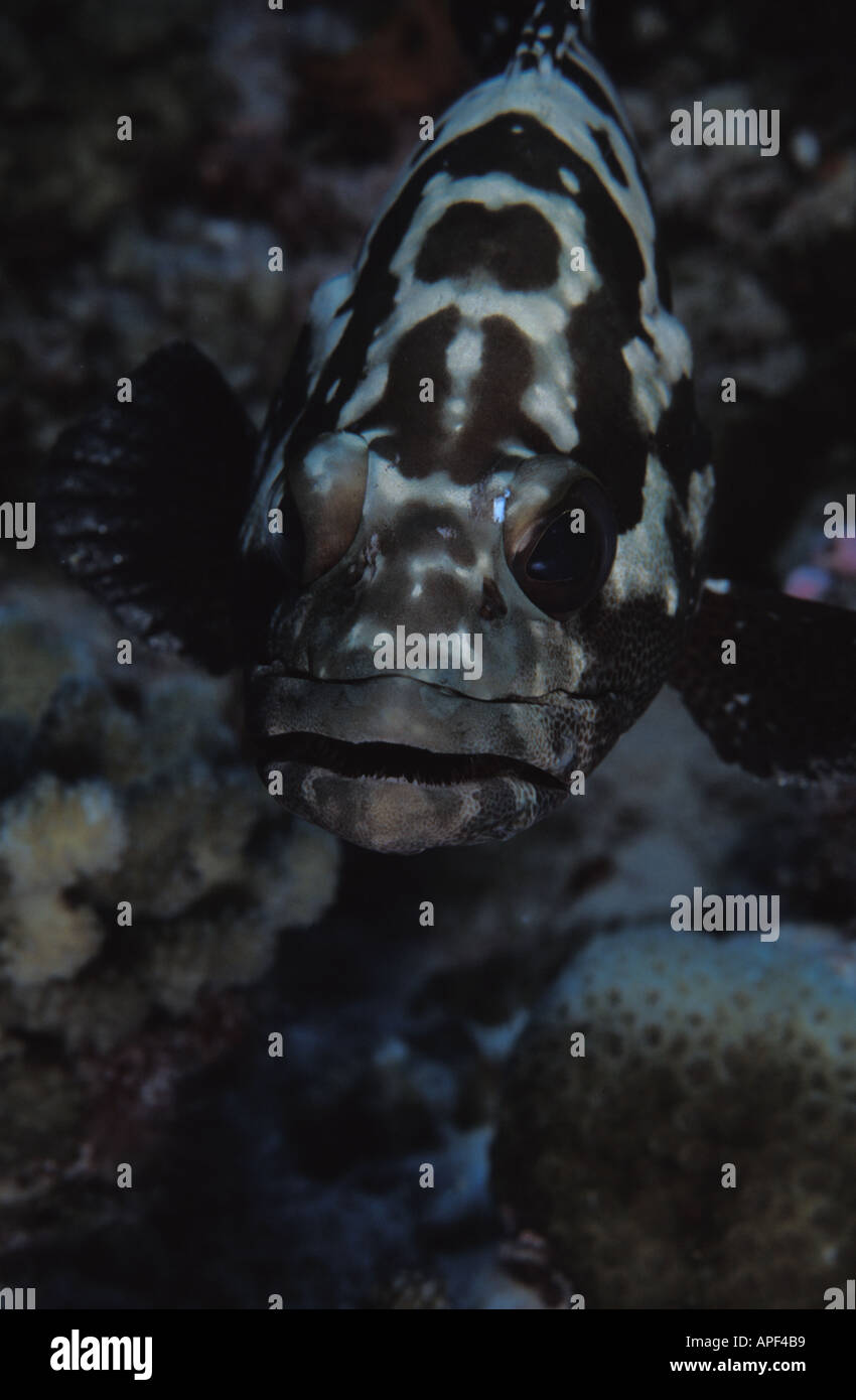 Grouper Fish Teeth Stock Photos & Grouper Fish Teeth Stock Images - Alamy