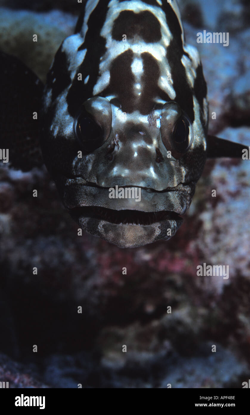 Grouper Fish Teeth Stock Photos & Grouper Fish Teeth Stock Images - Alamy