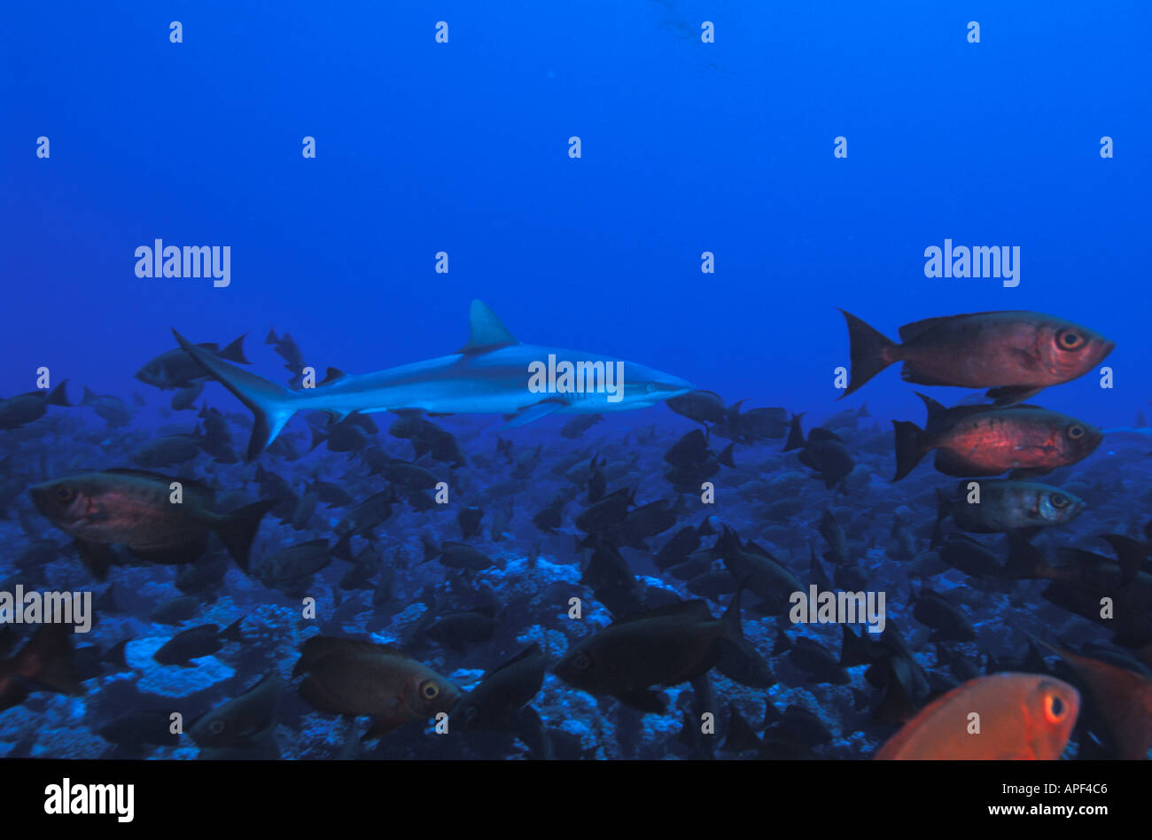 Grey Reef Shark Carcharhinus amblyrhynchos French Polynesia Stock Photo ...