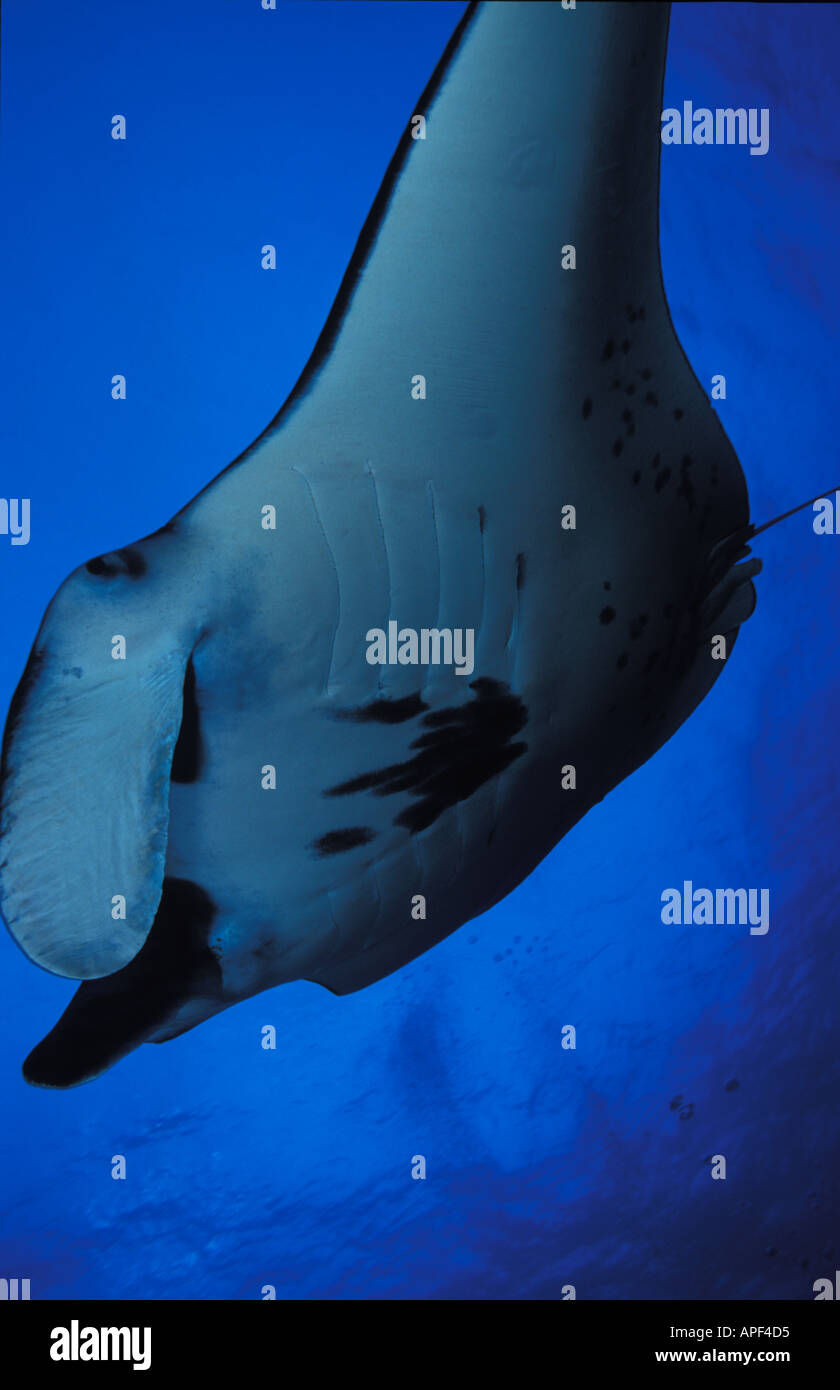 Manta Ray Manta birostris French Polynesia Stock Photo - Alamy