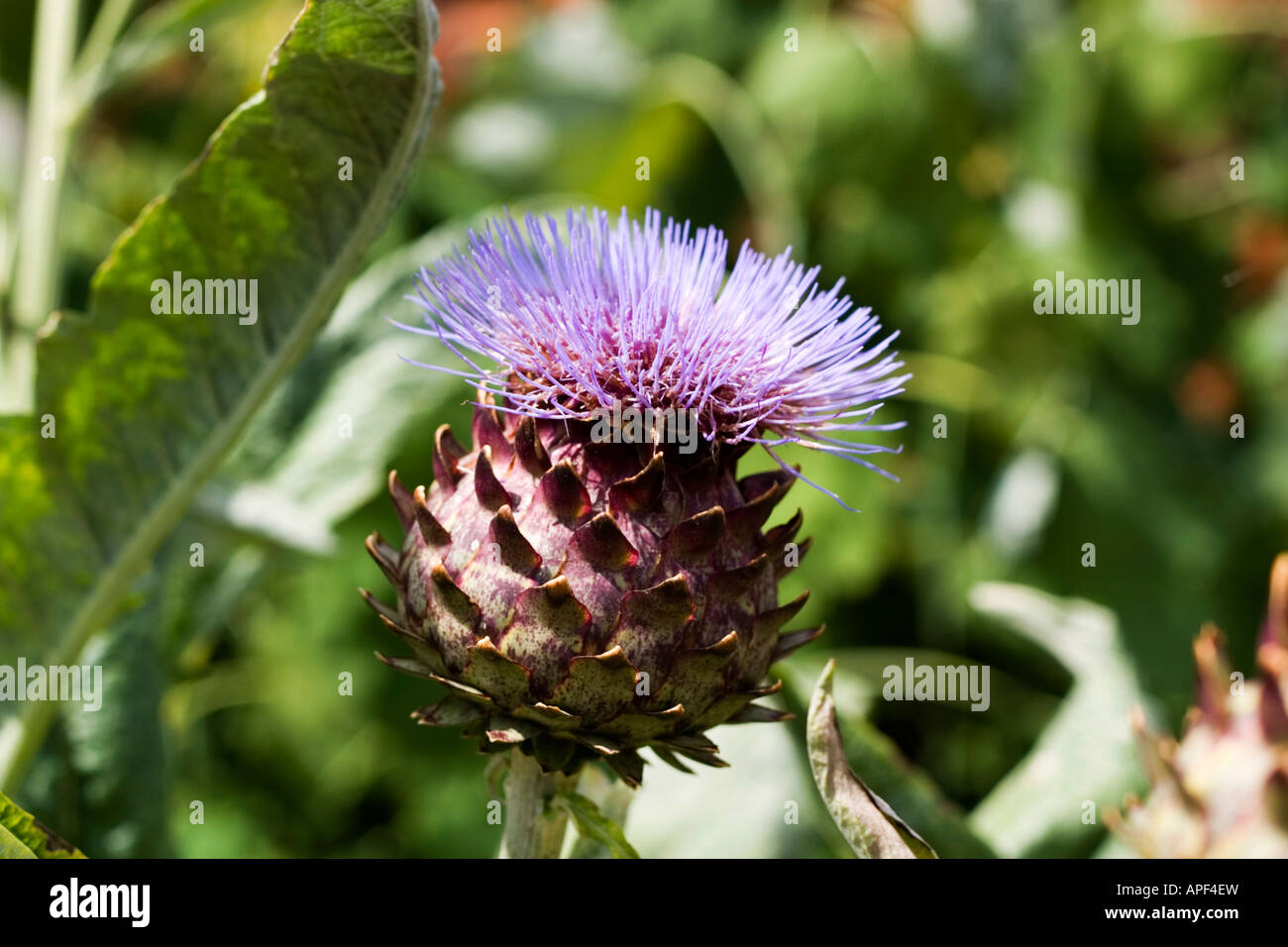 close-up detail of Cardoon Cynara cardunculus Stock Photo - Alamy