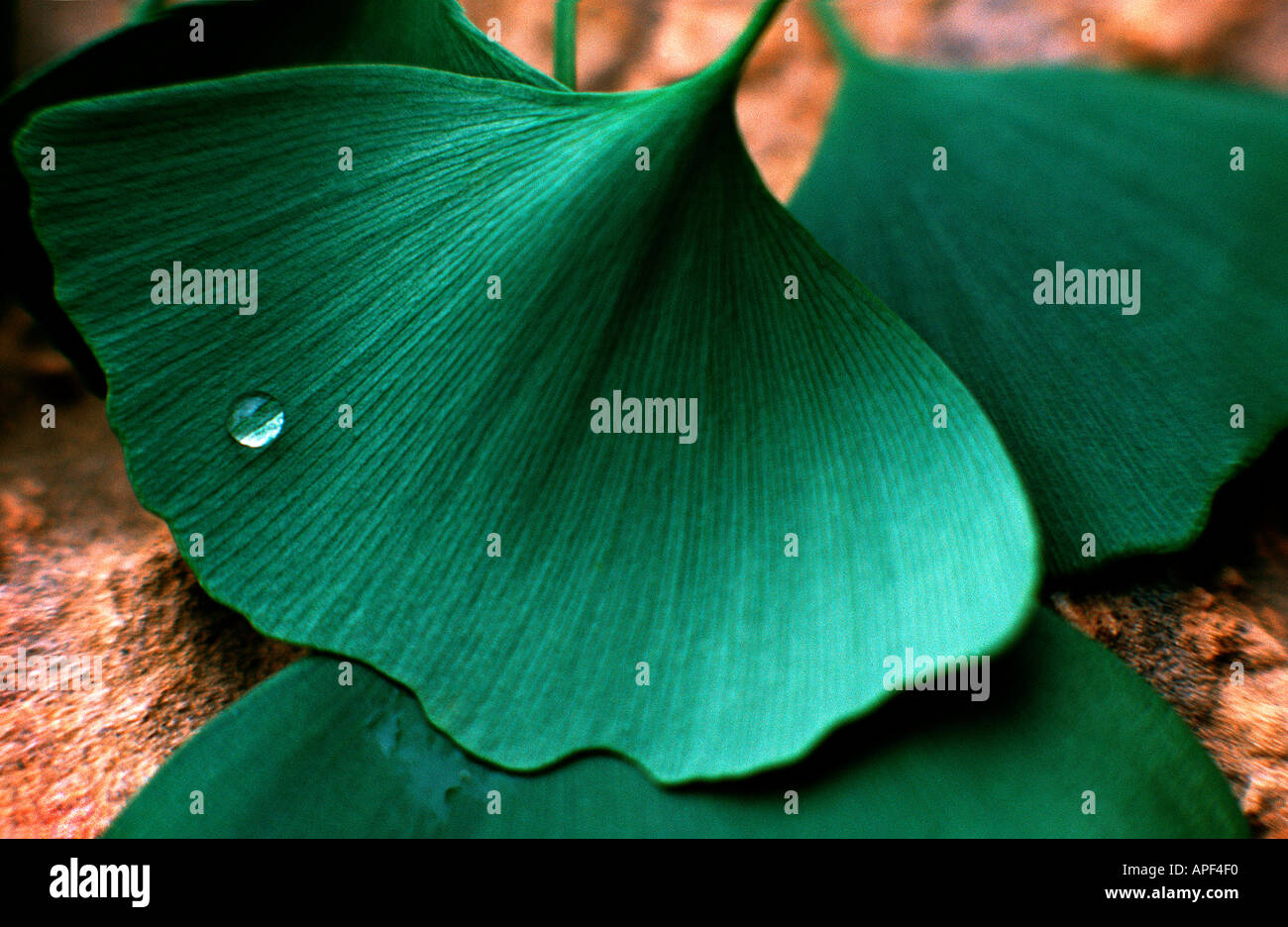 Ginkgo leaves with water drop Stock Photo - Alamy