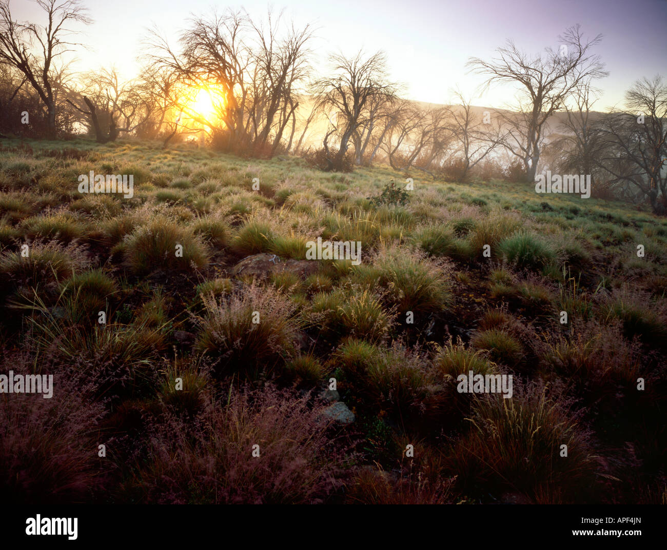 Mist and Heavy Dew on a Summer Morning in Kosciuszko National Park, NSW ...