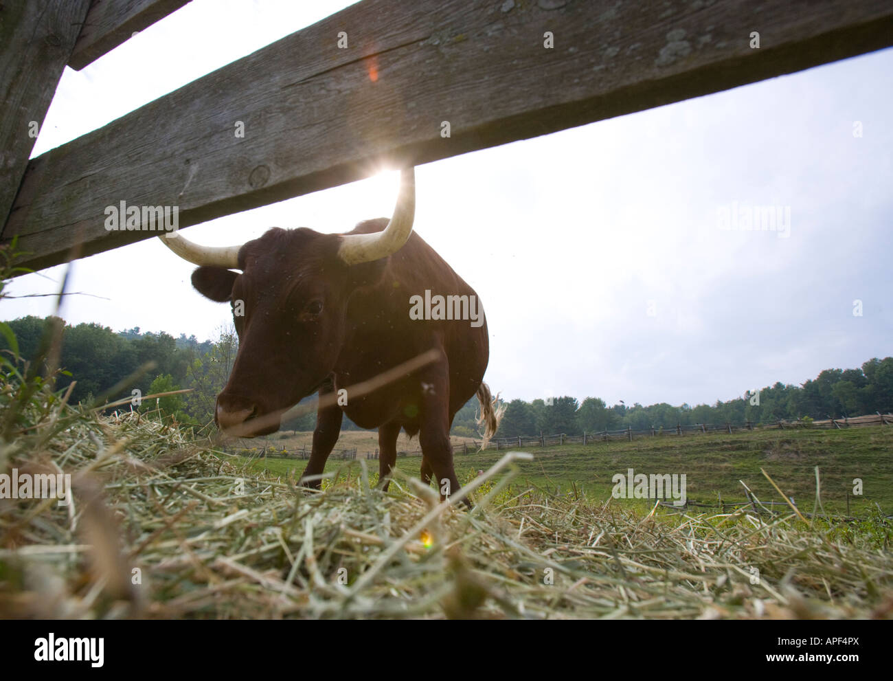 A bull eating hay Stock Photo - Alamy