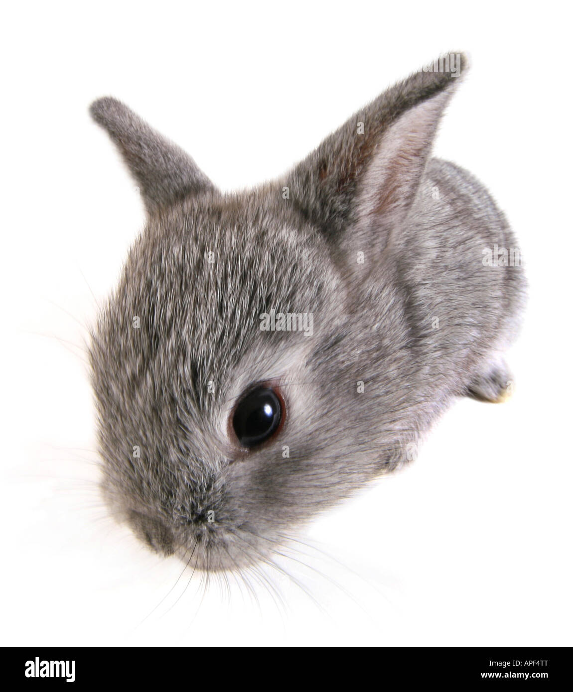 Oryctolagus cuniculus f domestica hi-res stock photography and images ...