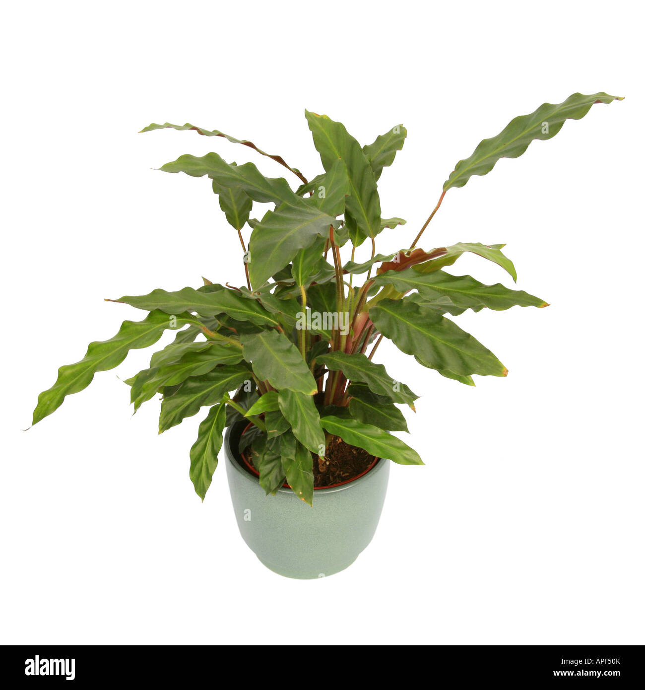 Calathea Furry Feather Calathea rufibarba potted plant Stock Photo - Alamy