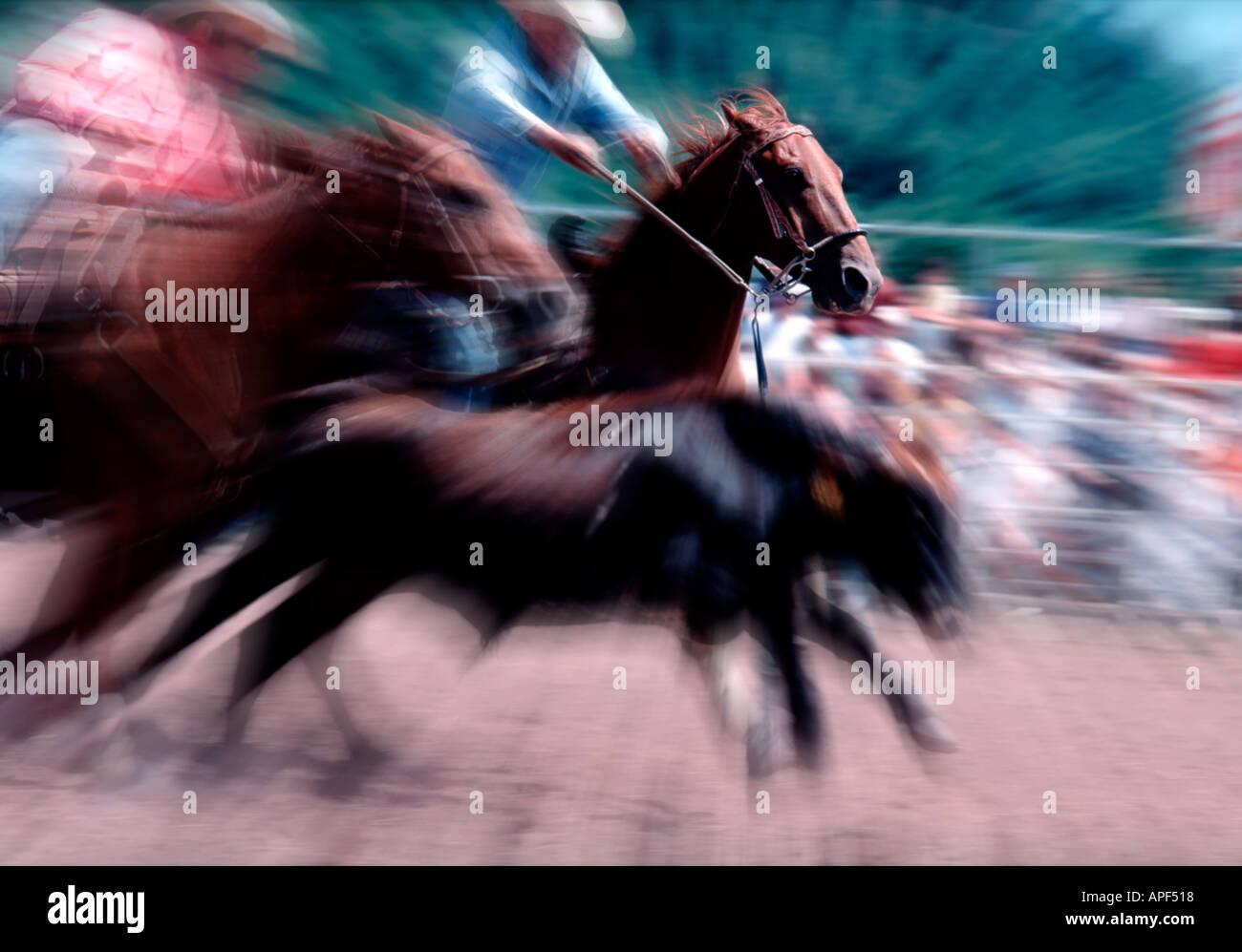Blurred action image of two cowboys chasing a bull in a rodeo bull ...