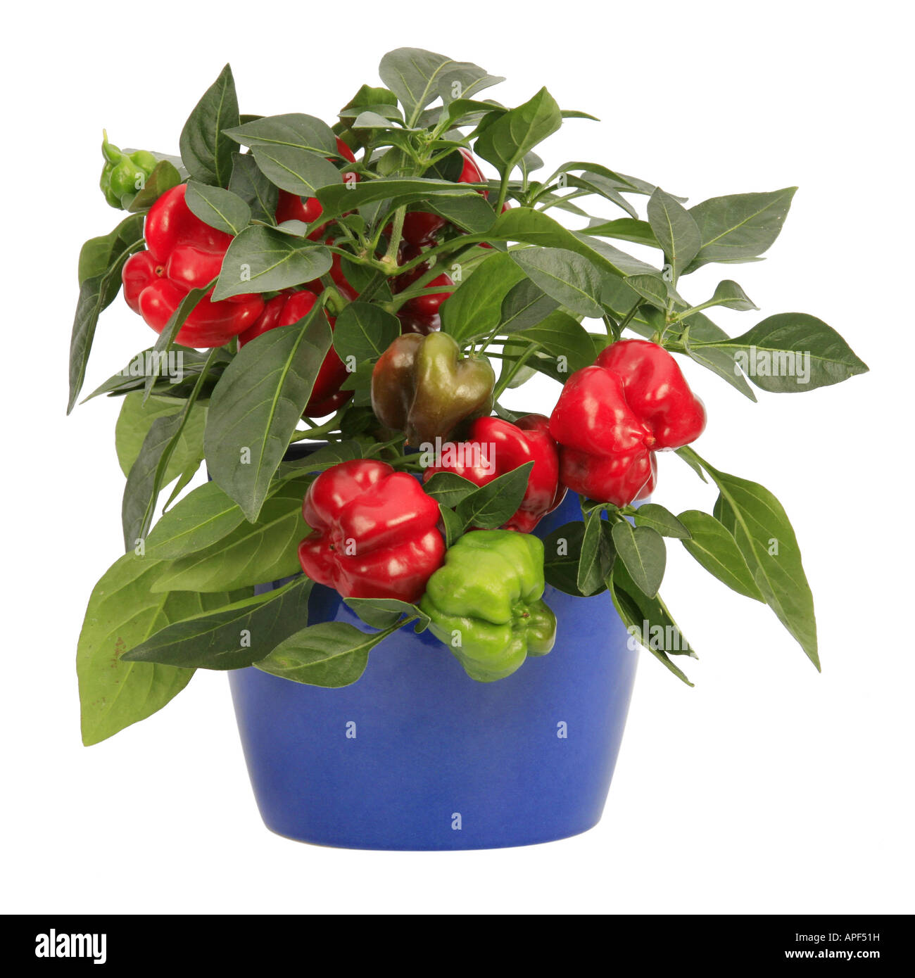 chili pepper paprika Capsicum annuum potted plant Stock Photo - Alamy