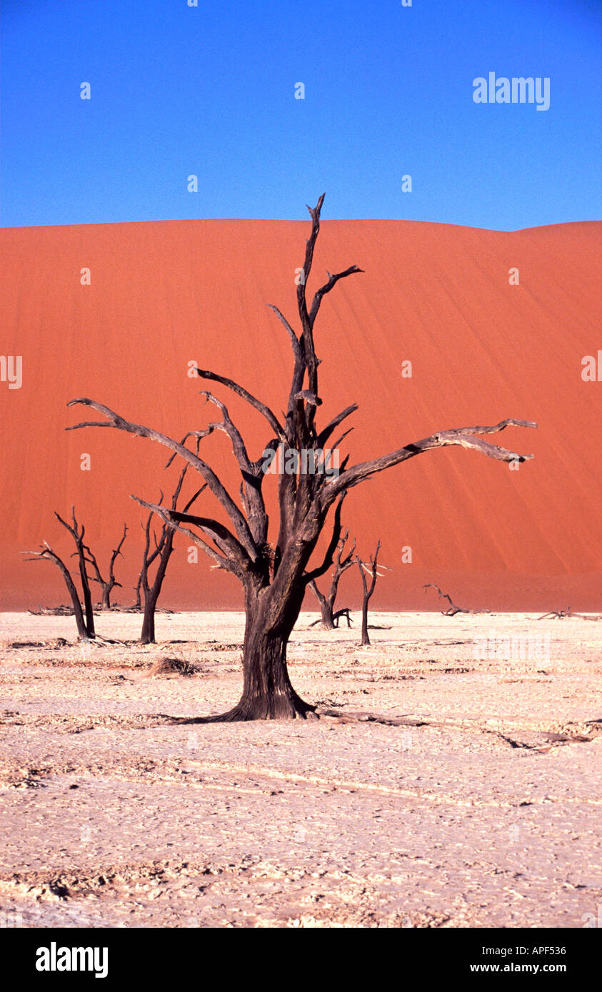 Dead trees and red sand dunes in Dead Tree Pan in Sossusvlei in Namibia ...