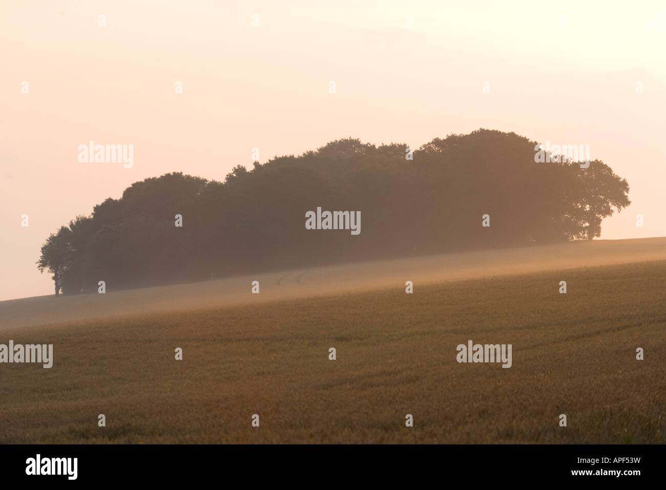 Copse Spinney High Resolution Stock Photography and Images - Alamy