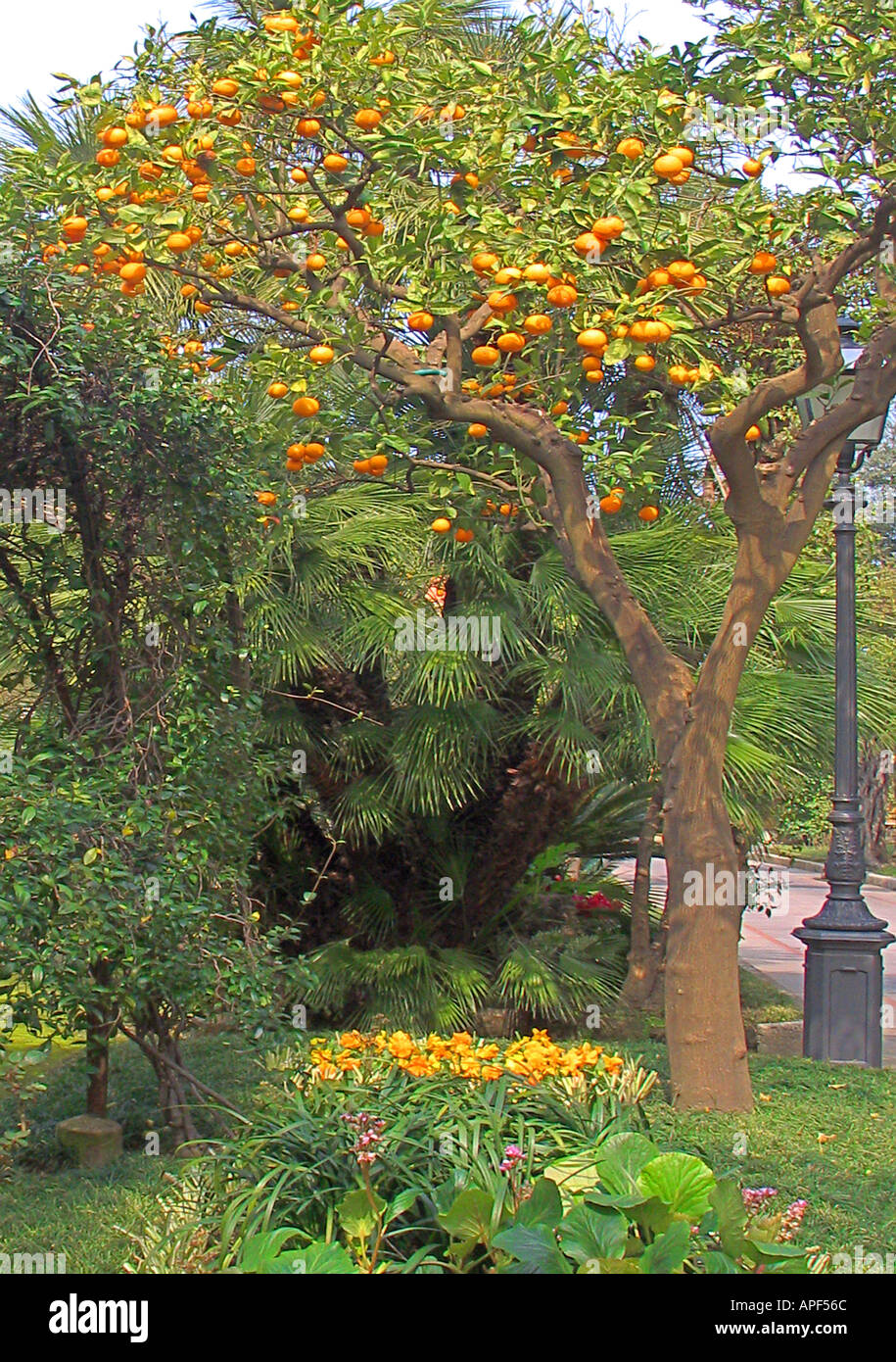 Orange Tree Sorrento Italy Stock Photo - Alamy