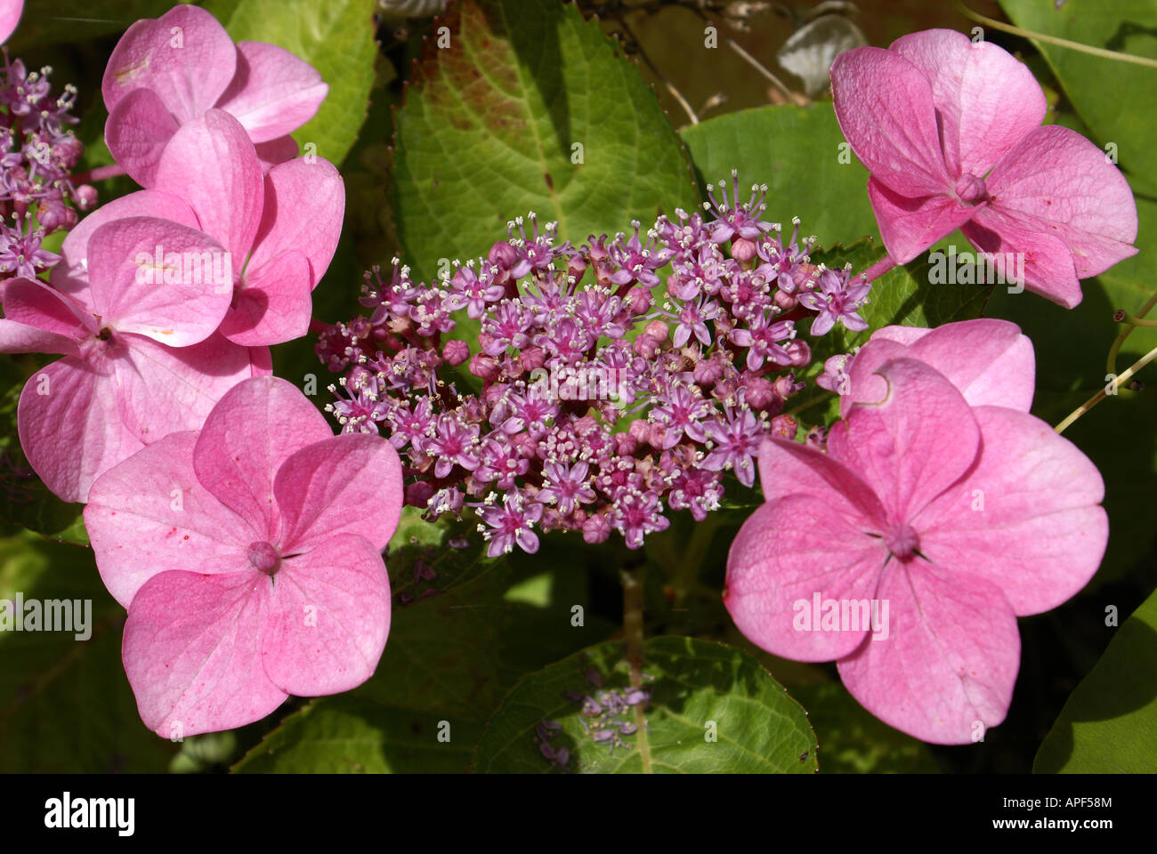 HYDRANGEA, HORTENSIA, MOP HEAD,POM-POM, BUDS & FLOWER PINKS Stock Photo ...
