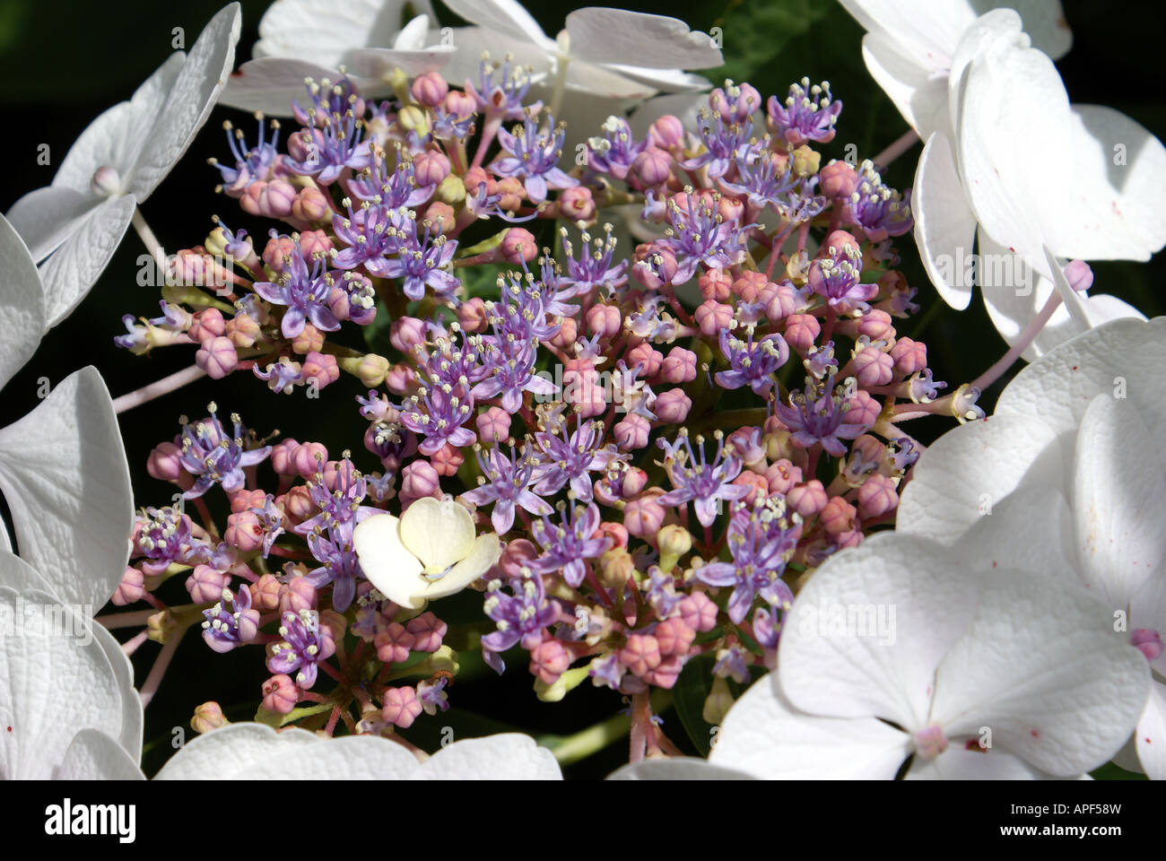 OAK LEAF HYDRANGEA, HORTENSIA, MOP HEAD, POM-POM, BUDS & FLOWERS Stock ...
