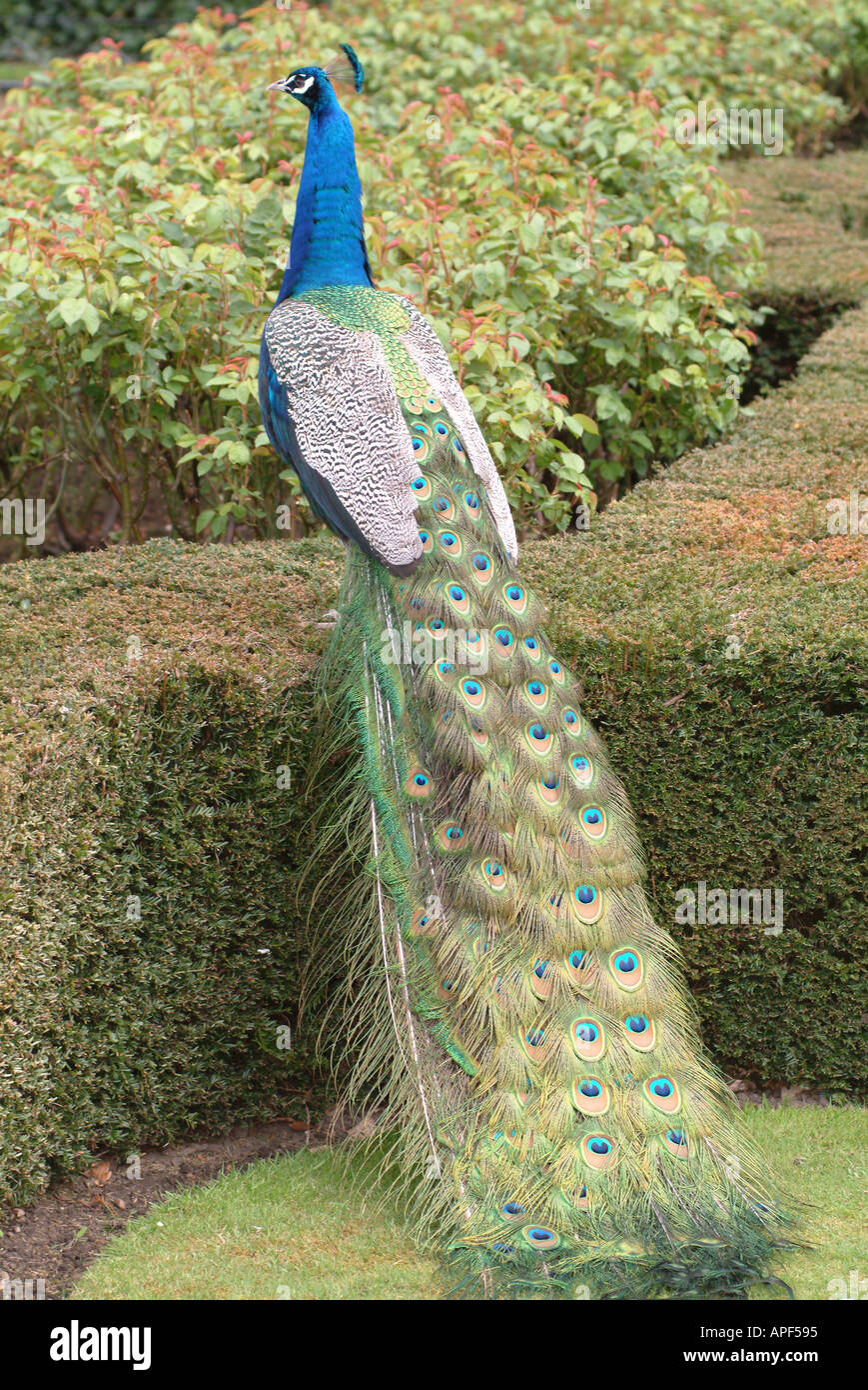 Peacock feather fan hi-res stock photography and images - Alamy