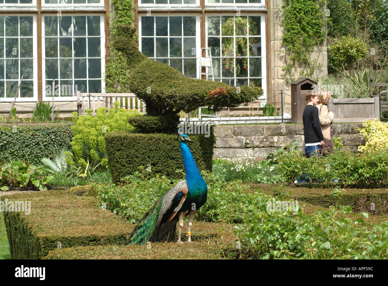 Peacock at Warwick Castle warwickshire England United Kingdom Stock ...