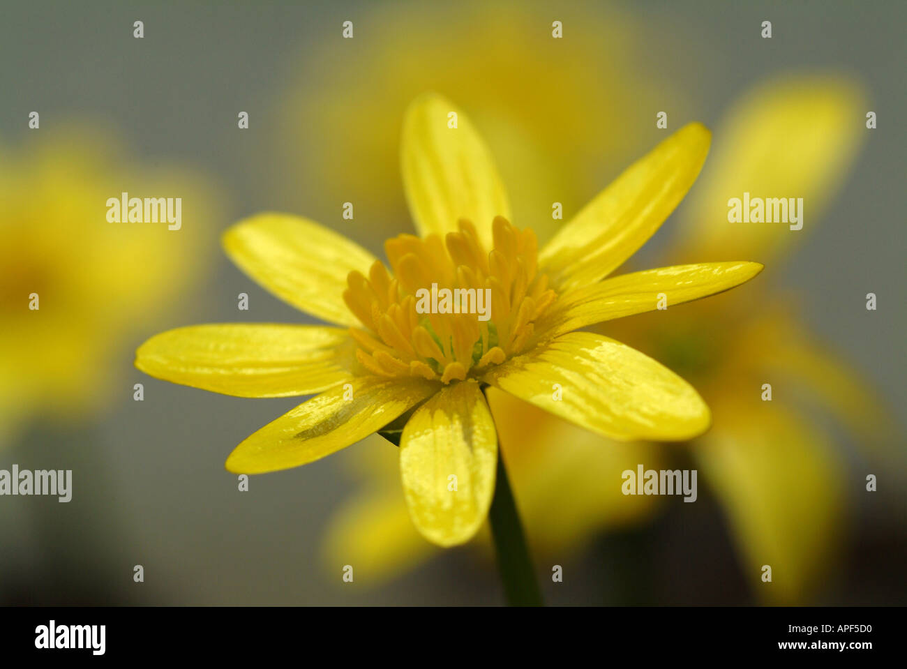 Brazen Hussy High Resolution Stock Photography and Images - Alamy