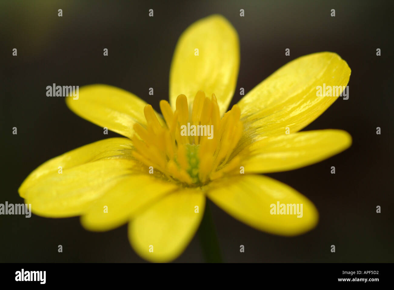 Brazen hussy hi-res stock photography and images - Alamy