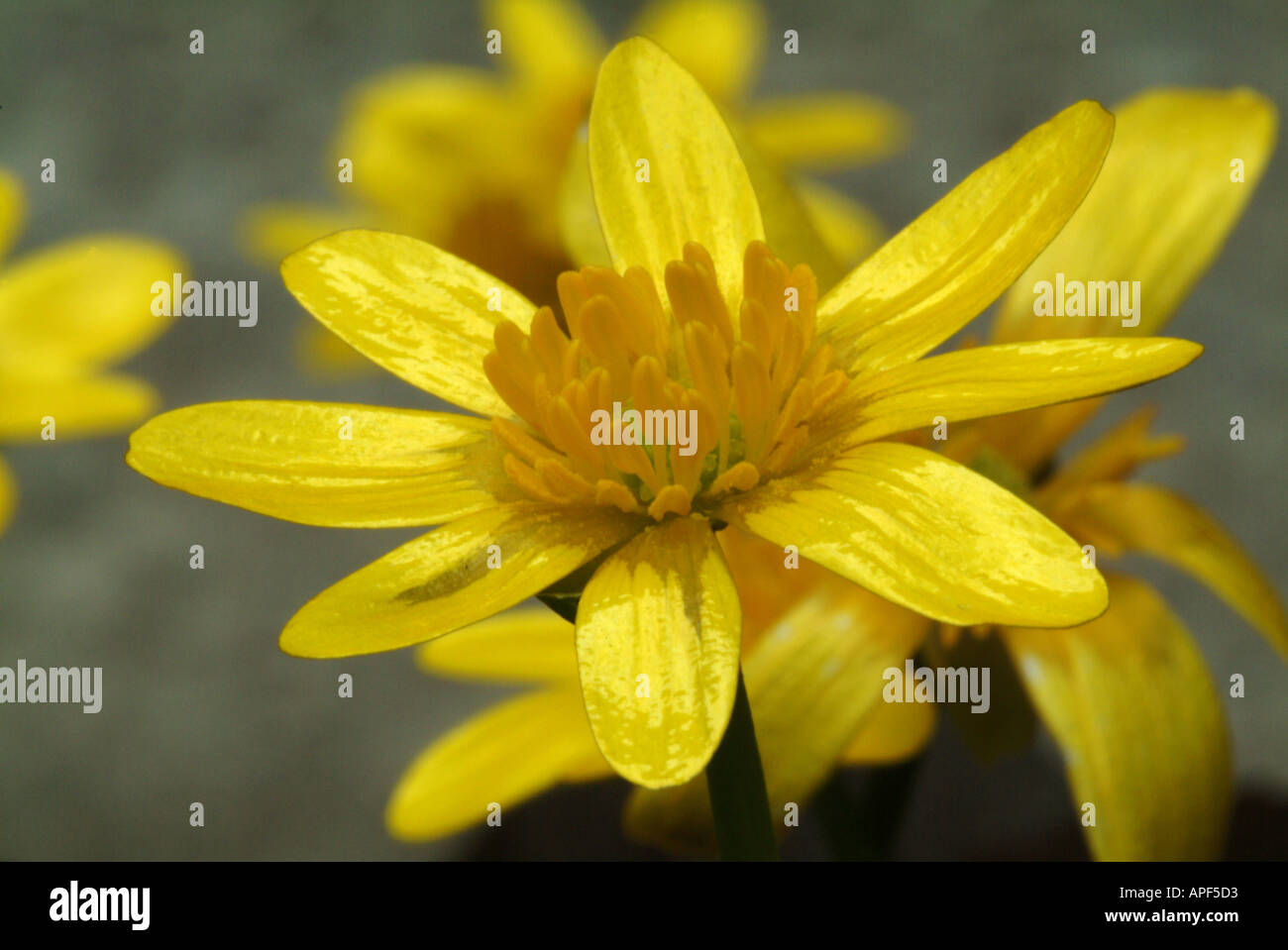 Brazen hussy hi-res stock photography and images - Alamy