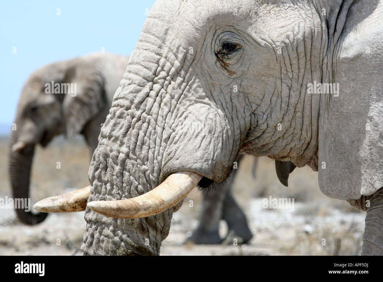 Elephant of namibia hi-res stock photography and images - Alamy