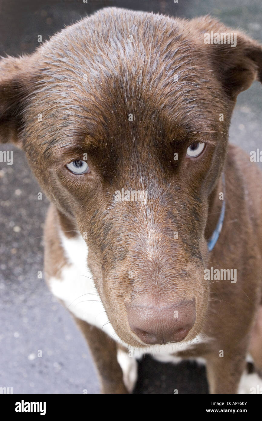 Brown Husky Lab Mix