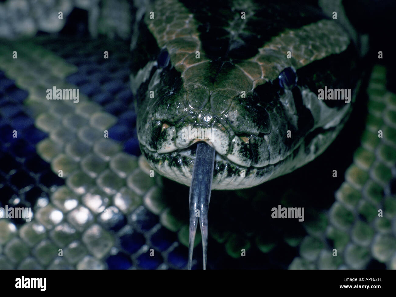 Burmese python close up tongue hi-res stock photography and images - Alamy