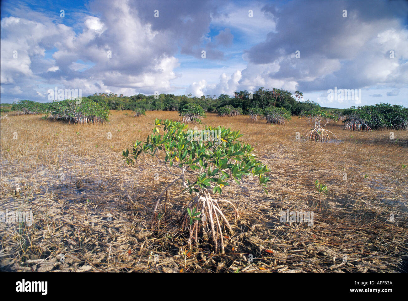 Interlacing prop roots support red mangroves in sawgrass marsh ...