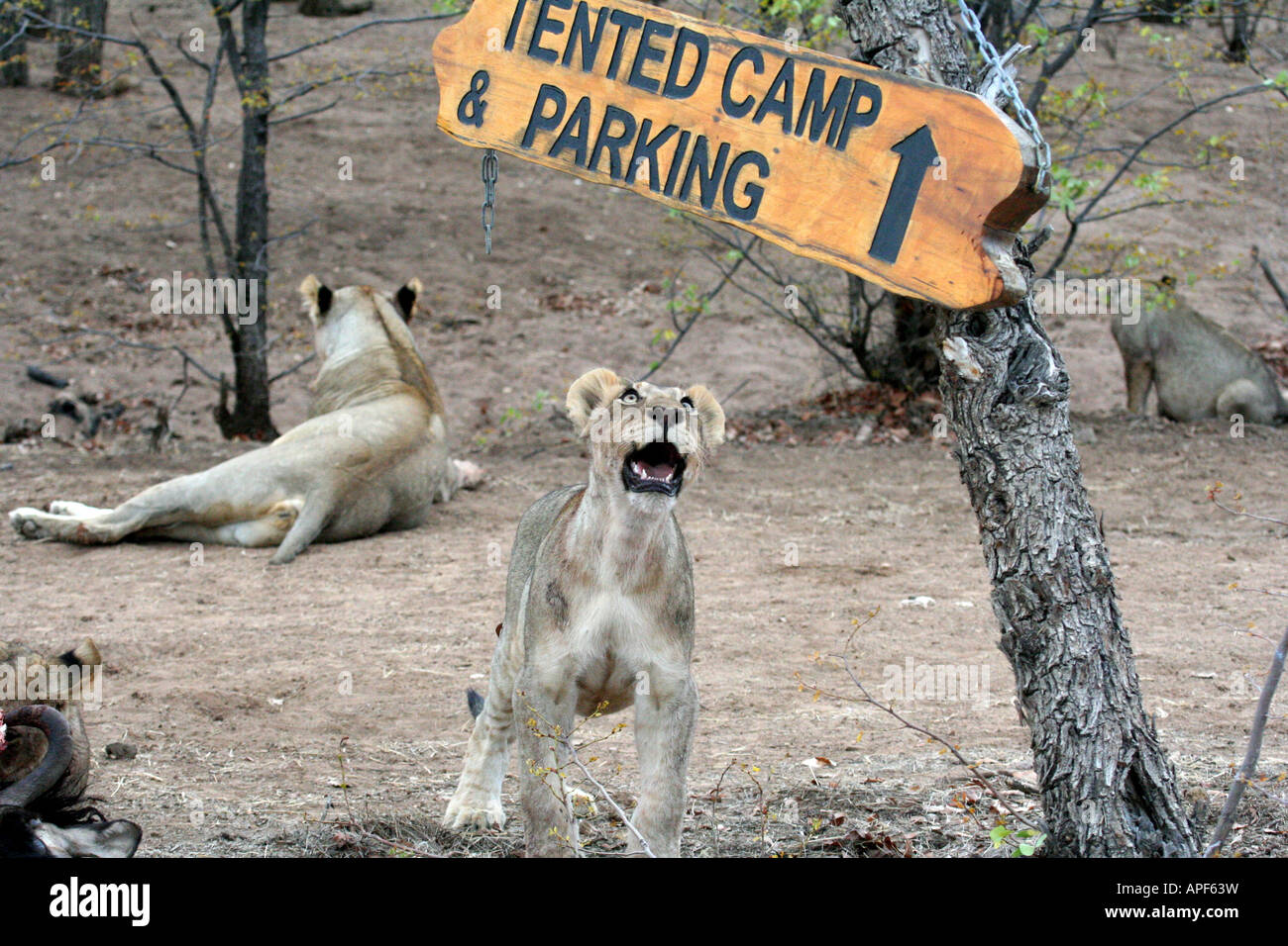 Lion looking at sign Stock Photo - Alamy