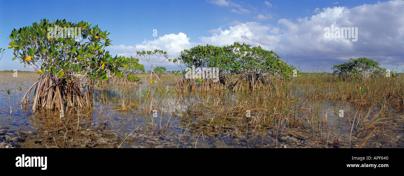 Interlacing prop roots support red mangroves in sawgrass marsh ...