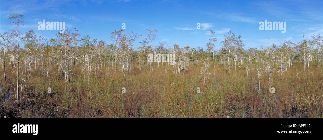 Everglades National Park, Florida, dwarf cypress swamp transitions to ...
