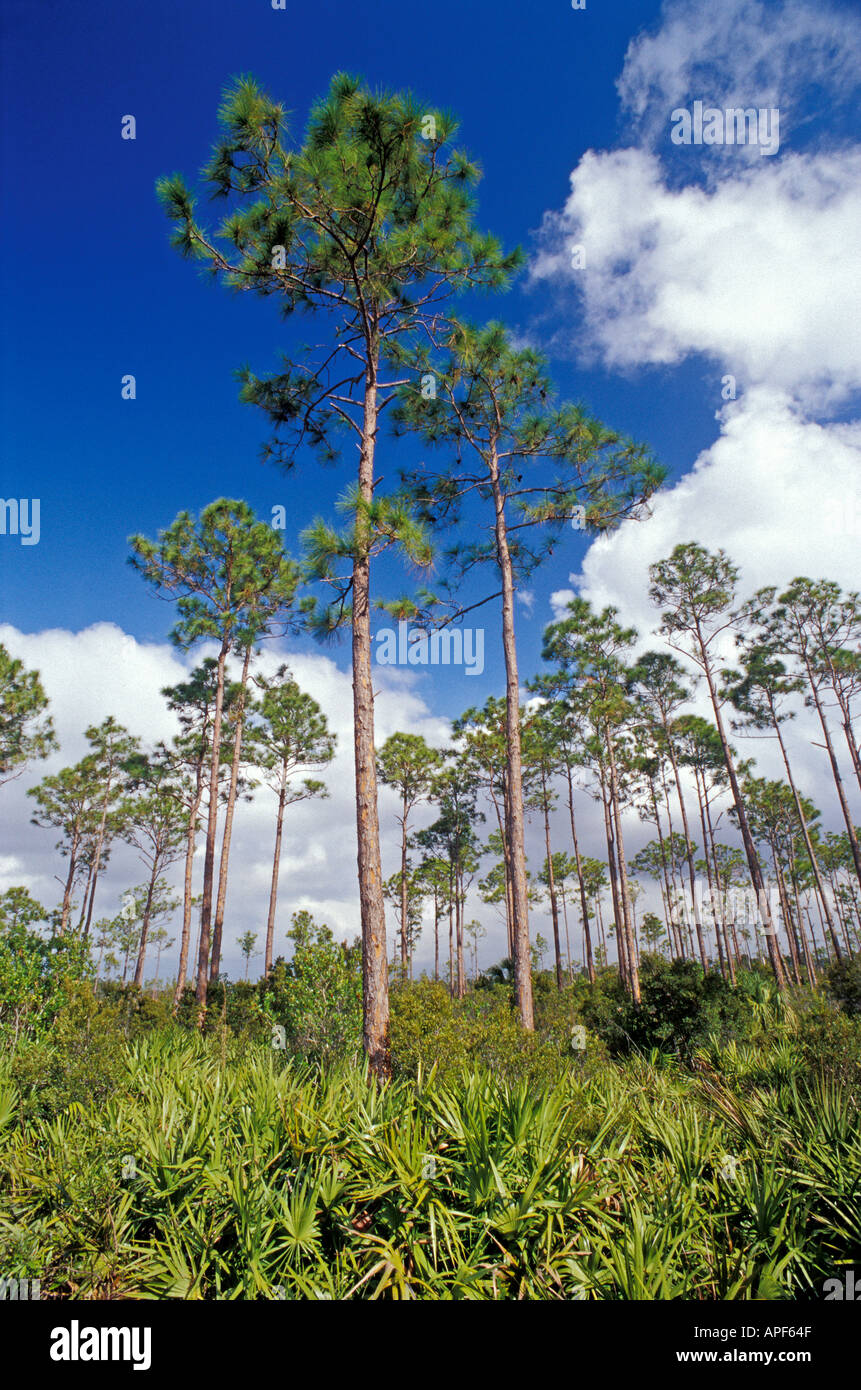 Slash pine towering above ground hugging Saw Palmetto form rimrock ...