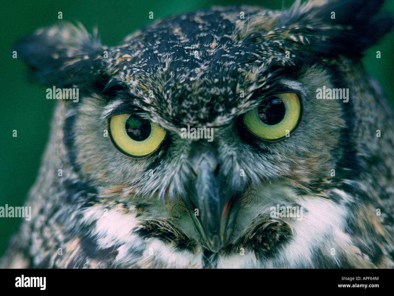 Close up of a Great Horned Owl Stock Photo - Alamy