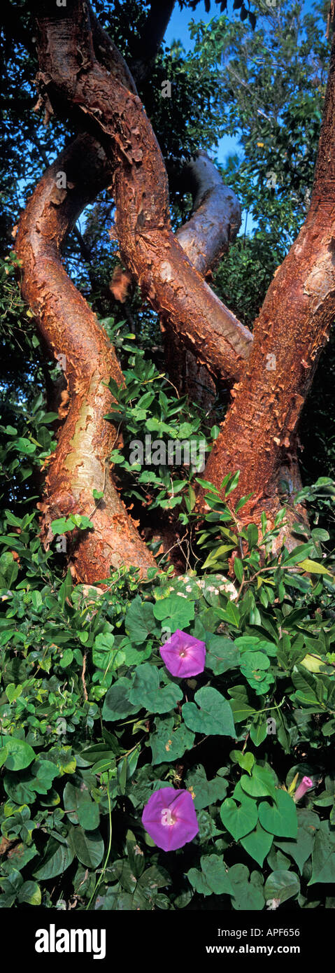 Gumbo limbo tree emerges from hardwood hammock above glades morning ...