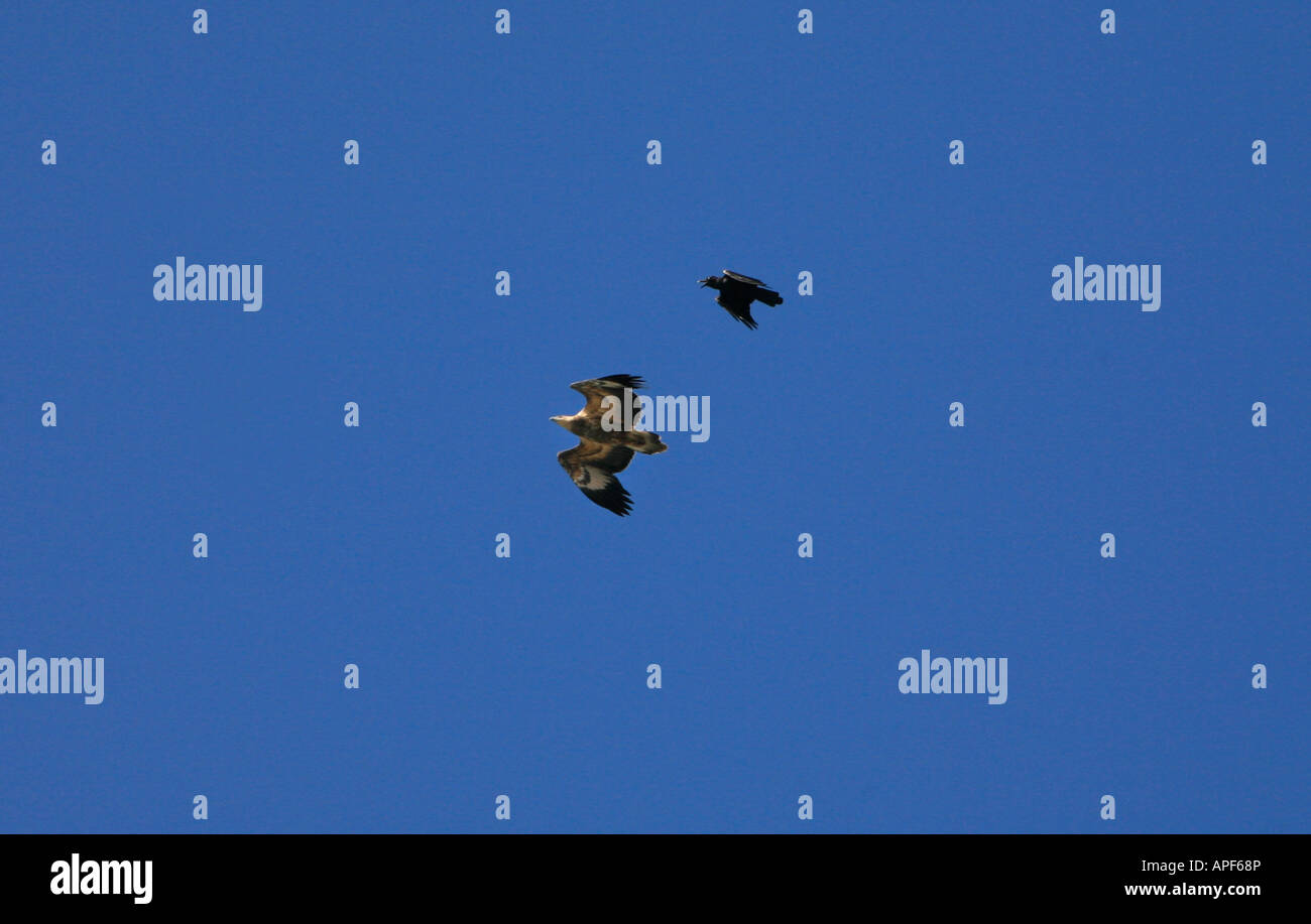 A crow makes a defensive attack on a predatory Sea Eagle over Crater ...