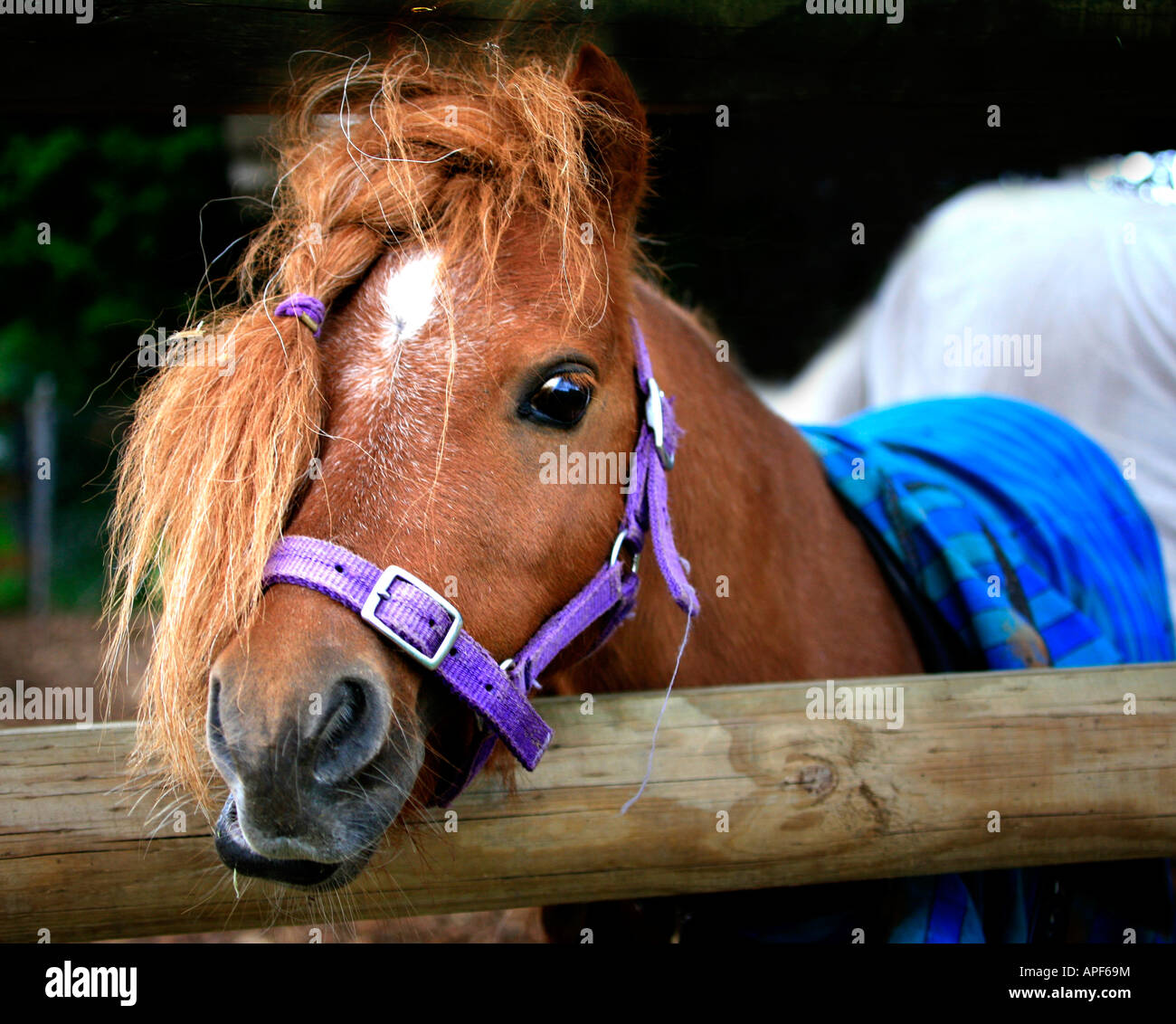 cute little pony horse childrens small horse Stock Photo - Alamy