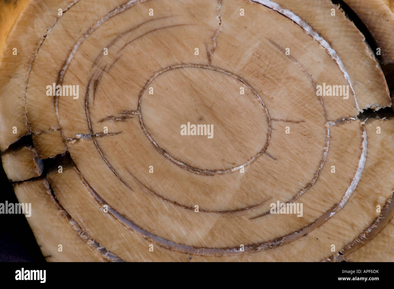 Mammoth Tusk- Cross section - North Yakutia Russia 25,000 years old ...