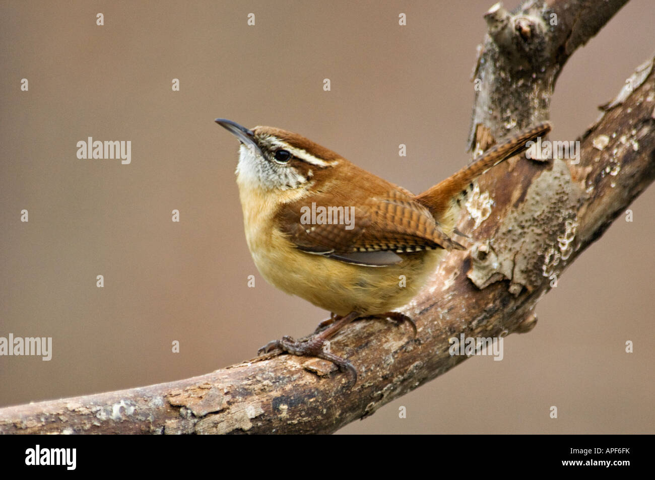 Carolina wren song bird hi-res stock photography and images - Alamy