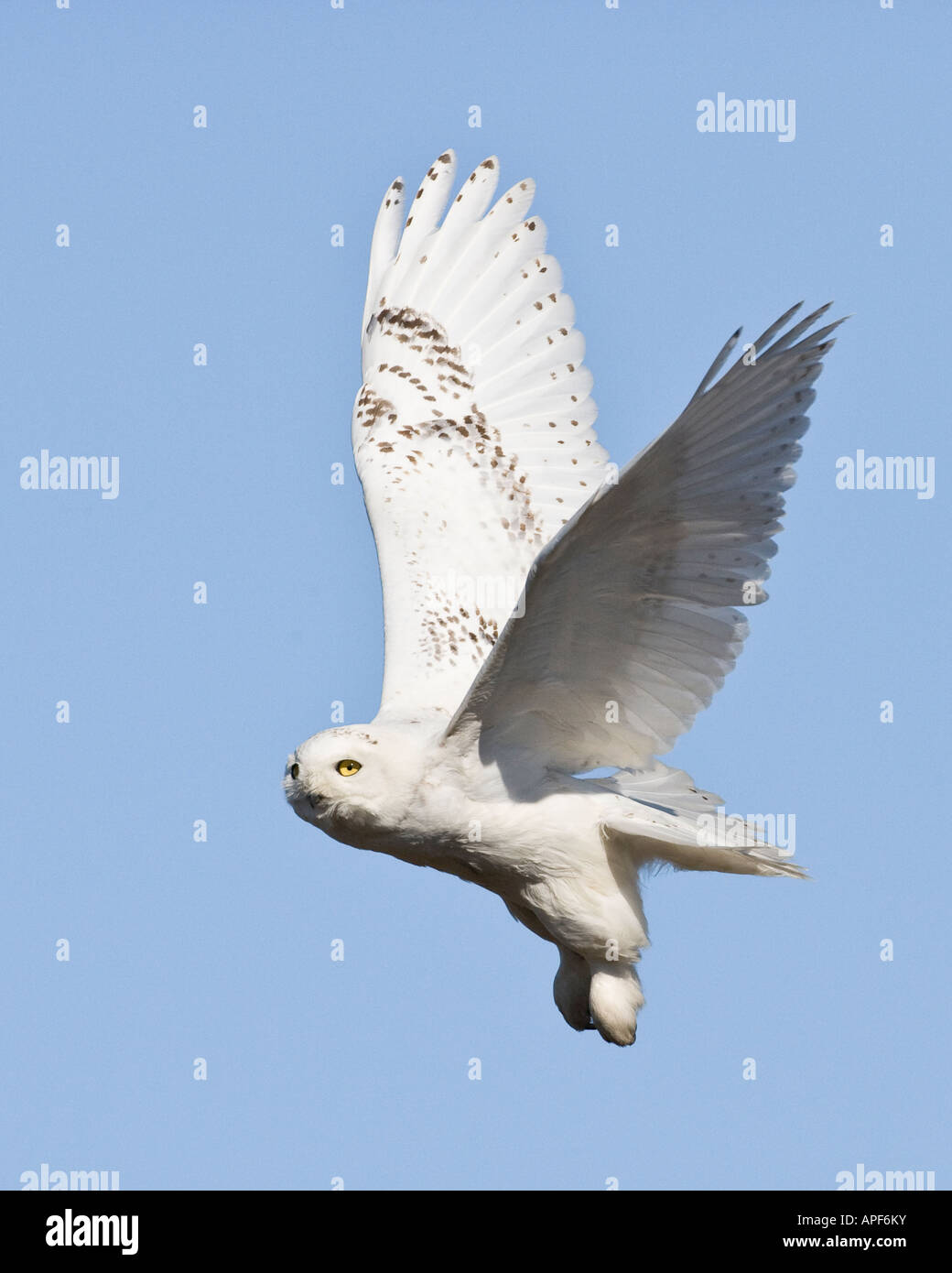 Male Snowy Owl Flying