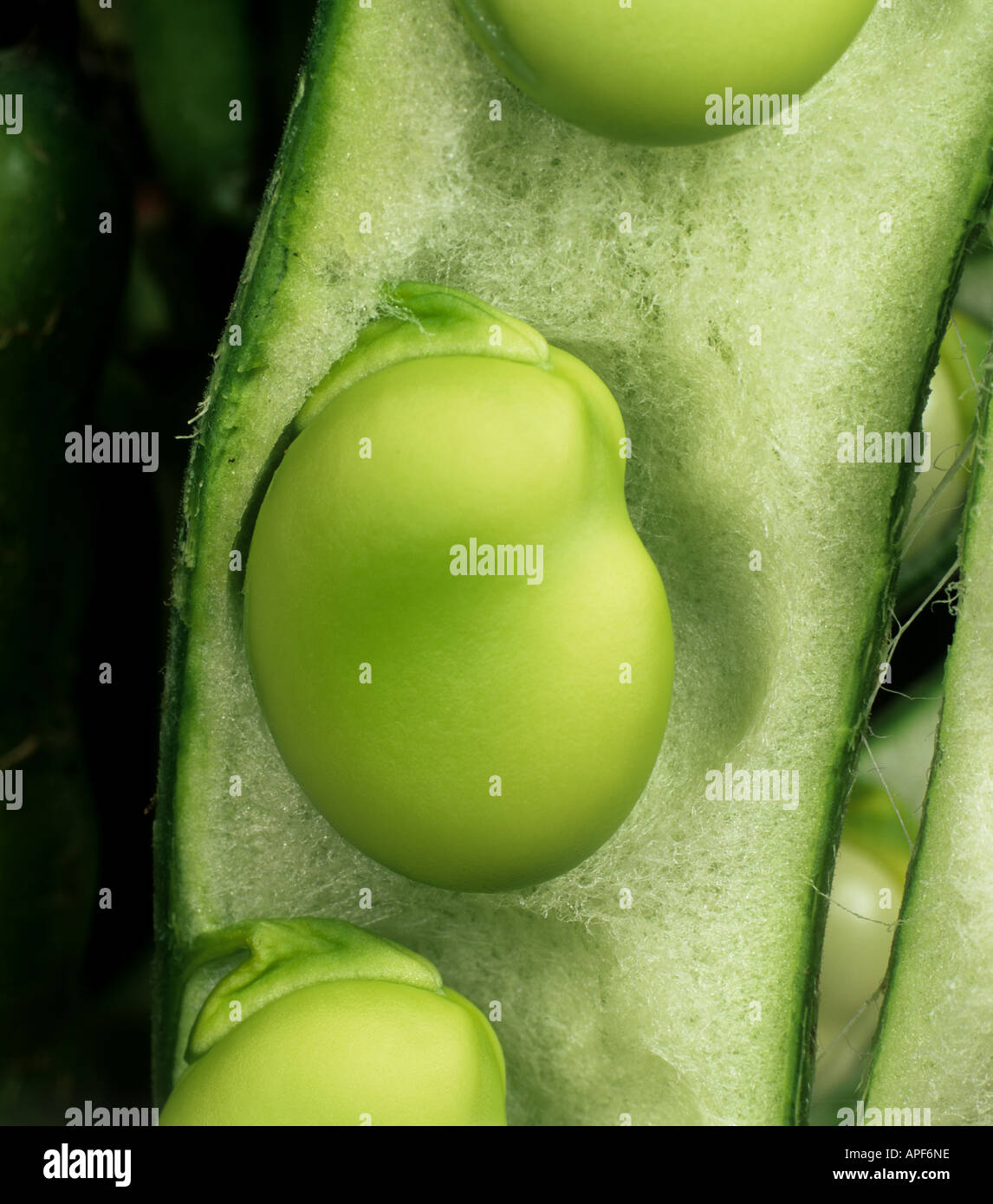 Mature bean in open broad bean variety The Sutton pod Stock Photo - Alamy